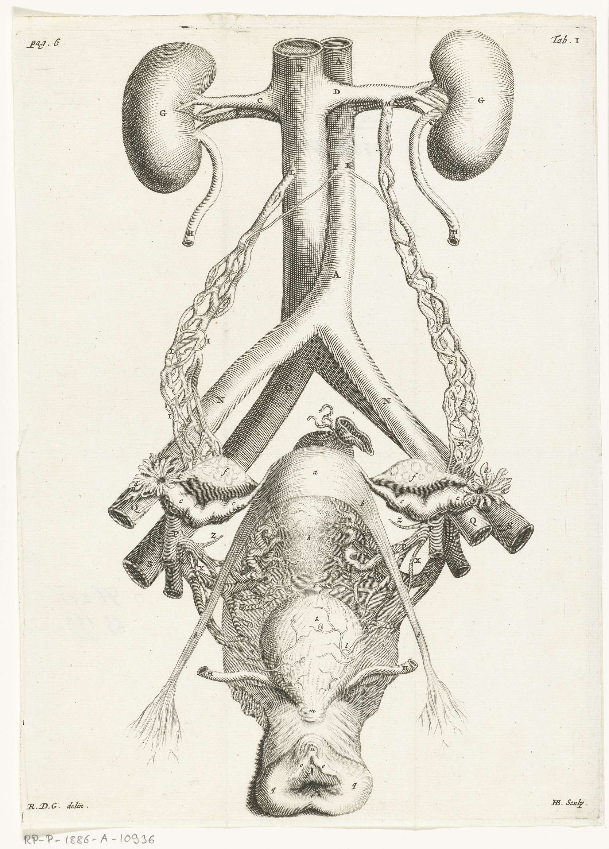 Anatomical depiction of the female genitals an | CanvasPrints.com