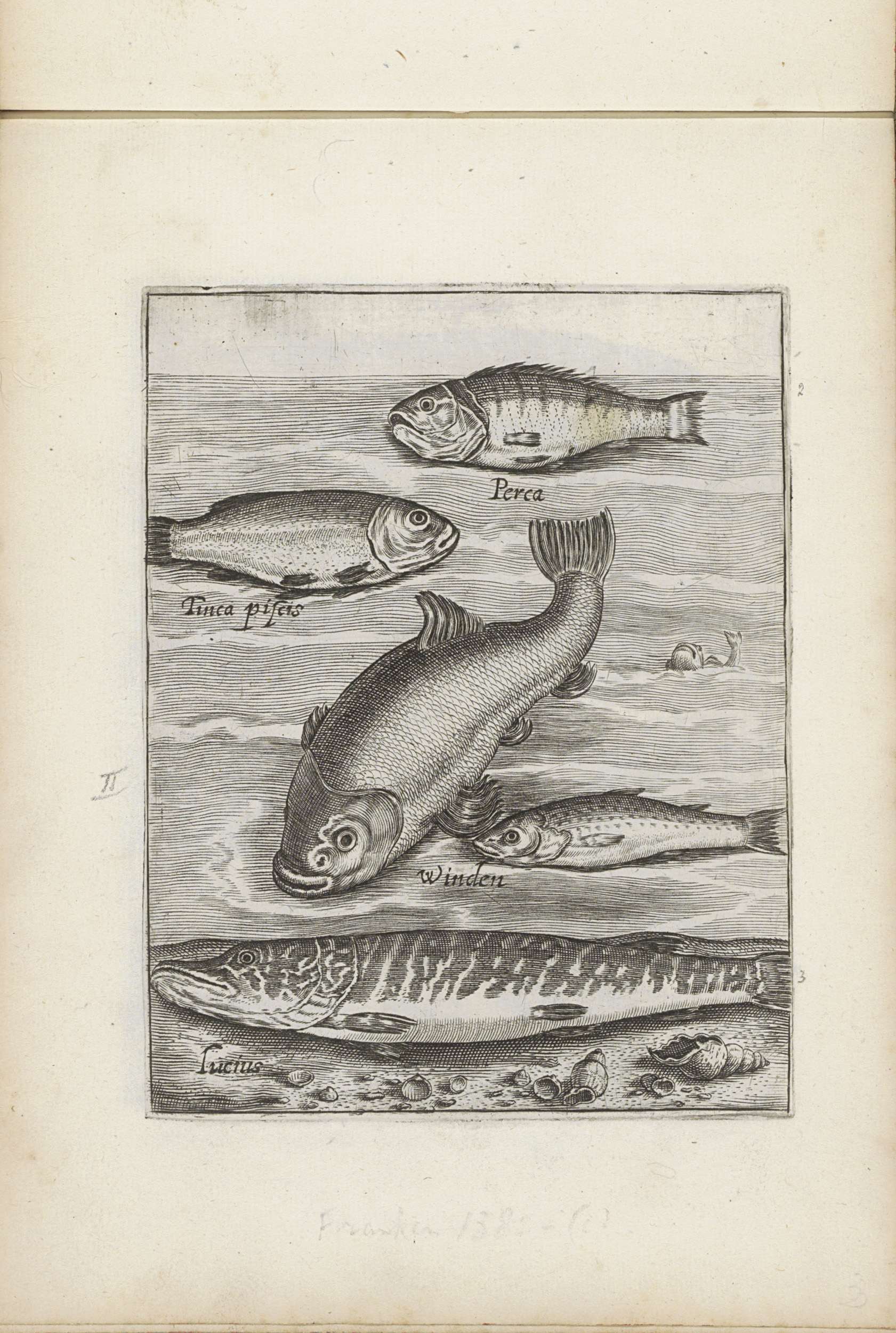 Peren, tench, bindweed and pike, anonymous, 16 | CanvasPrints.com