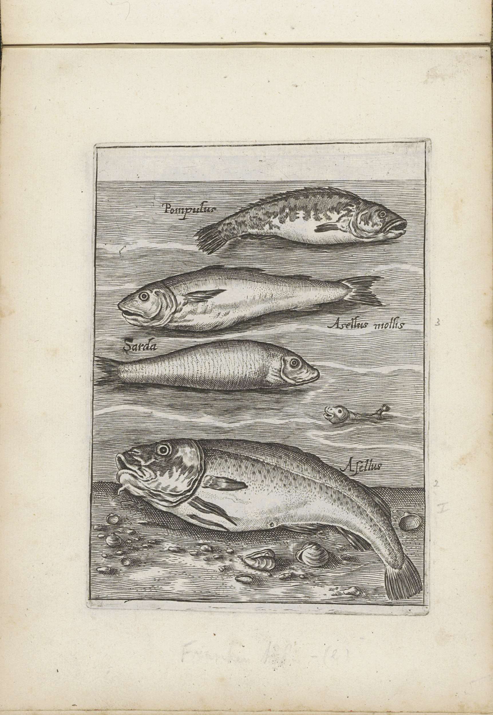 Pilot man, whiting, sarda and cod, anonymous, | CanvasPrints.com